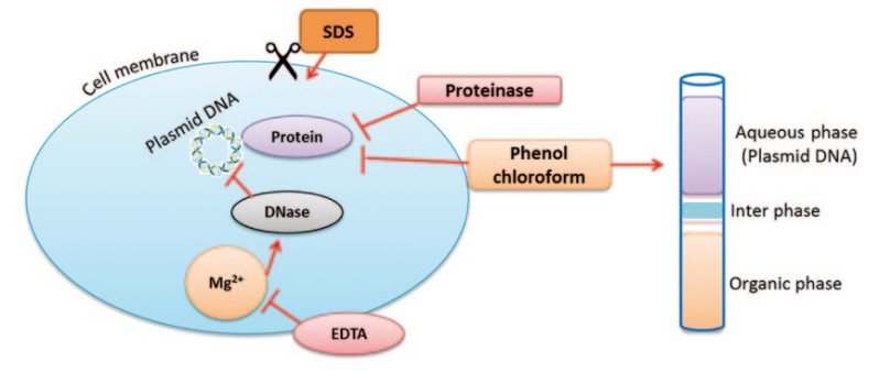 Extraction d'ADN plasmidique par lyse alcaline | BioEduc