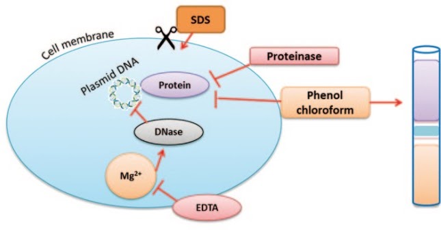 Extraction d'ADN plasmidique par lyse alcaline | BioEduc