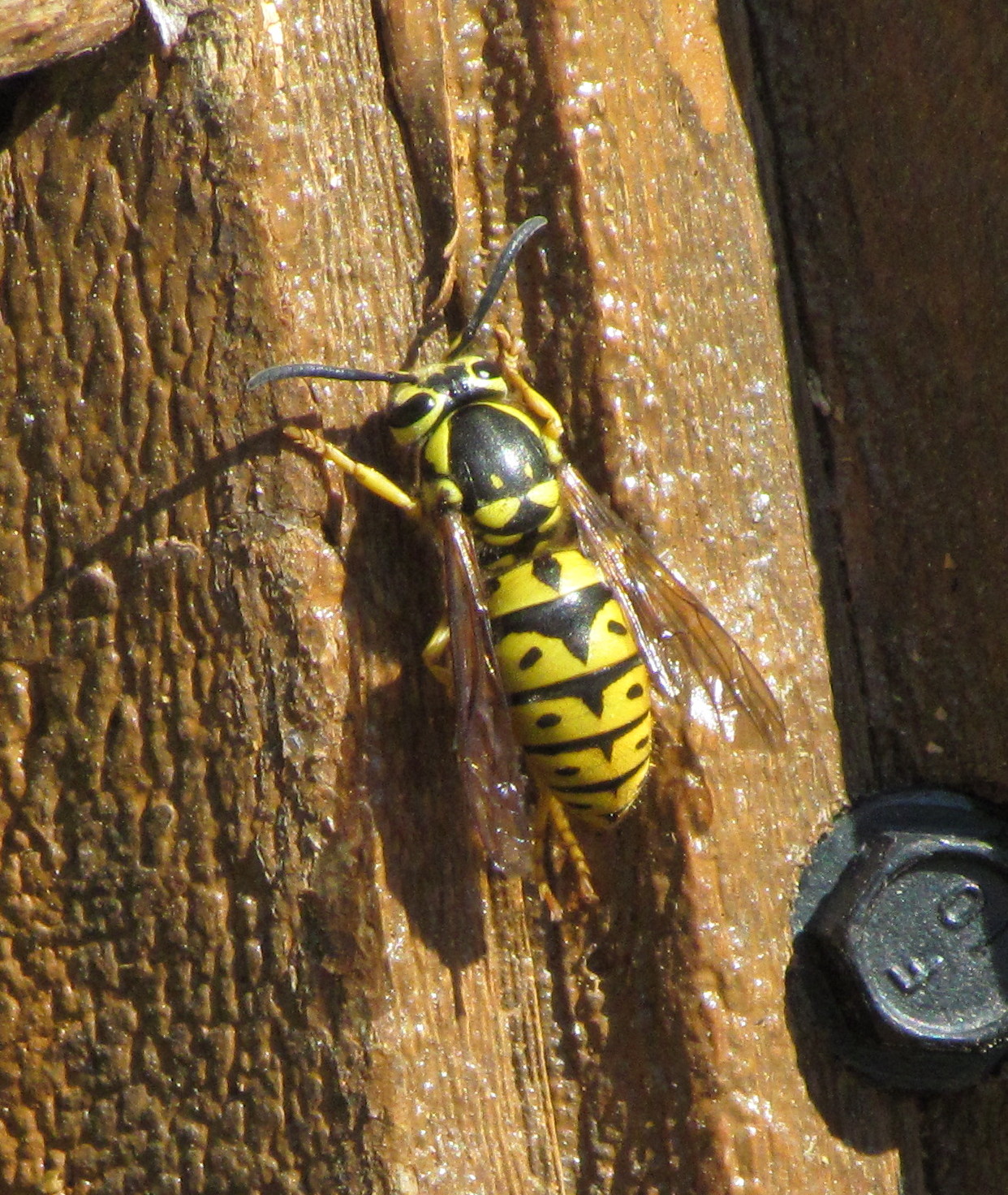 Western Yellow Jacket Queen