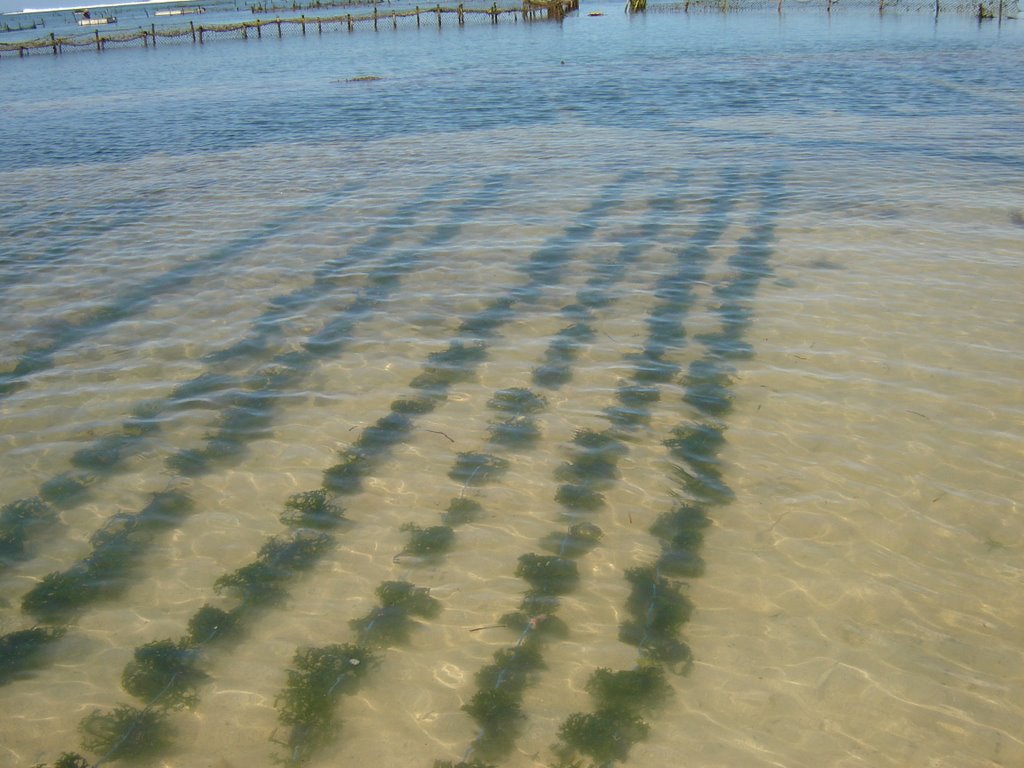 MEDIA PENYULUHAN PERIKANAN: TEKNIK BUDIDAYA RUMPUT LAUT