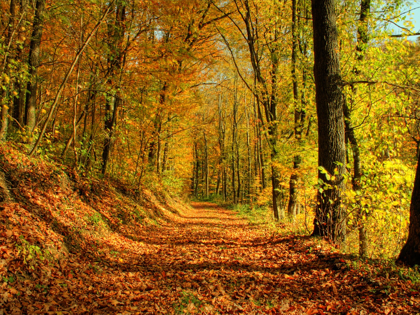 wallpapernarium: Bosque en otoño