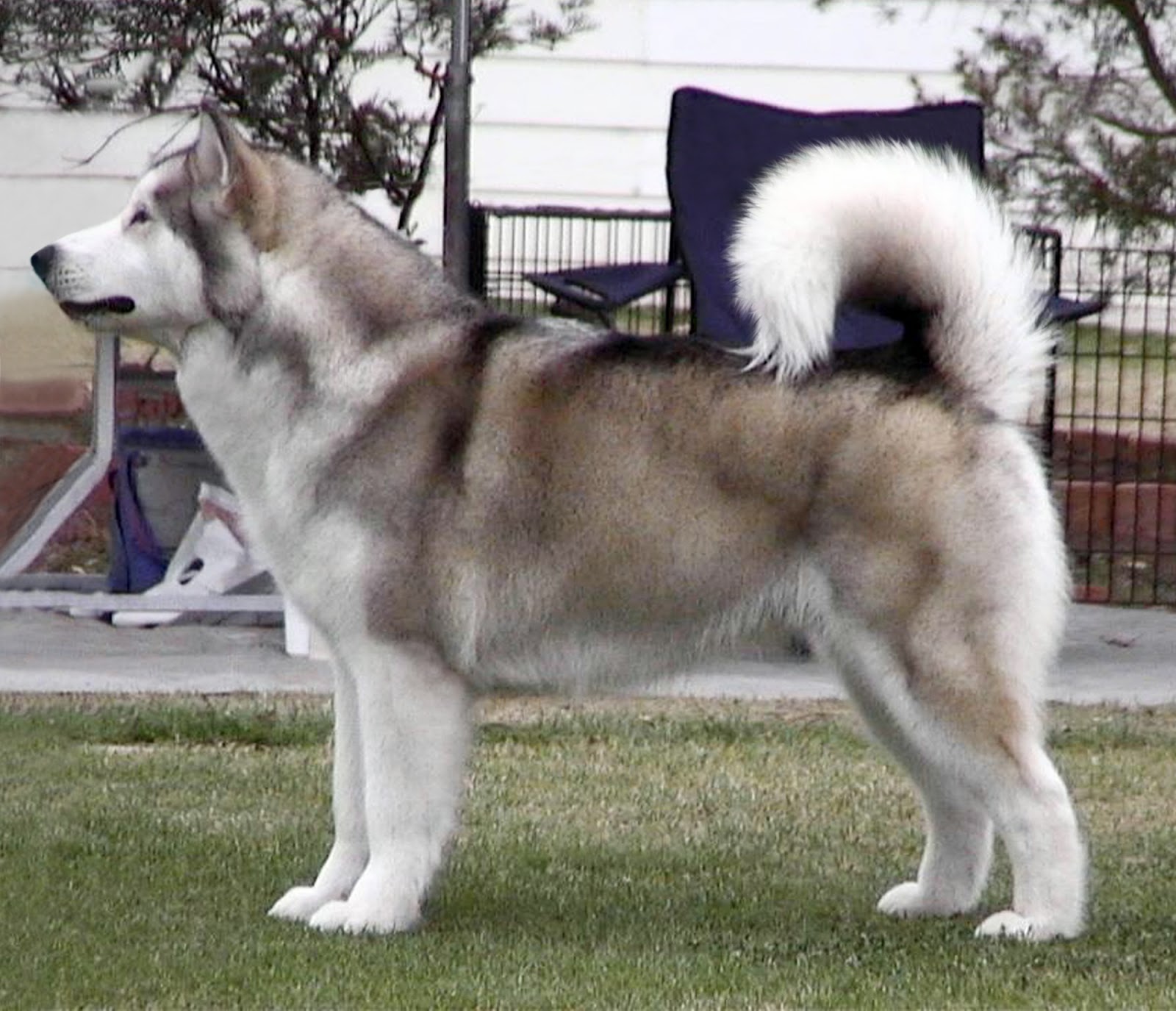 Alaskan malamute