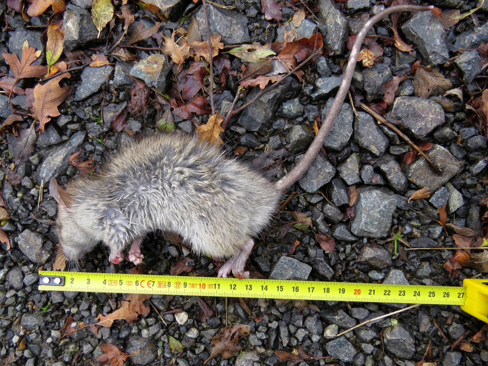 Atlas des Mammifères de Maine-et-Loire: Rat surmulot ou Rat noir