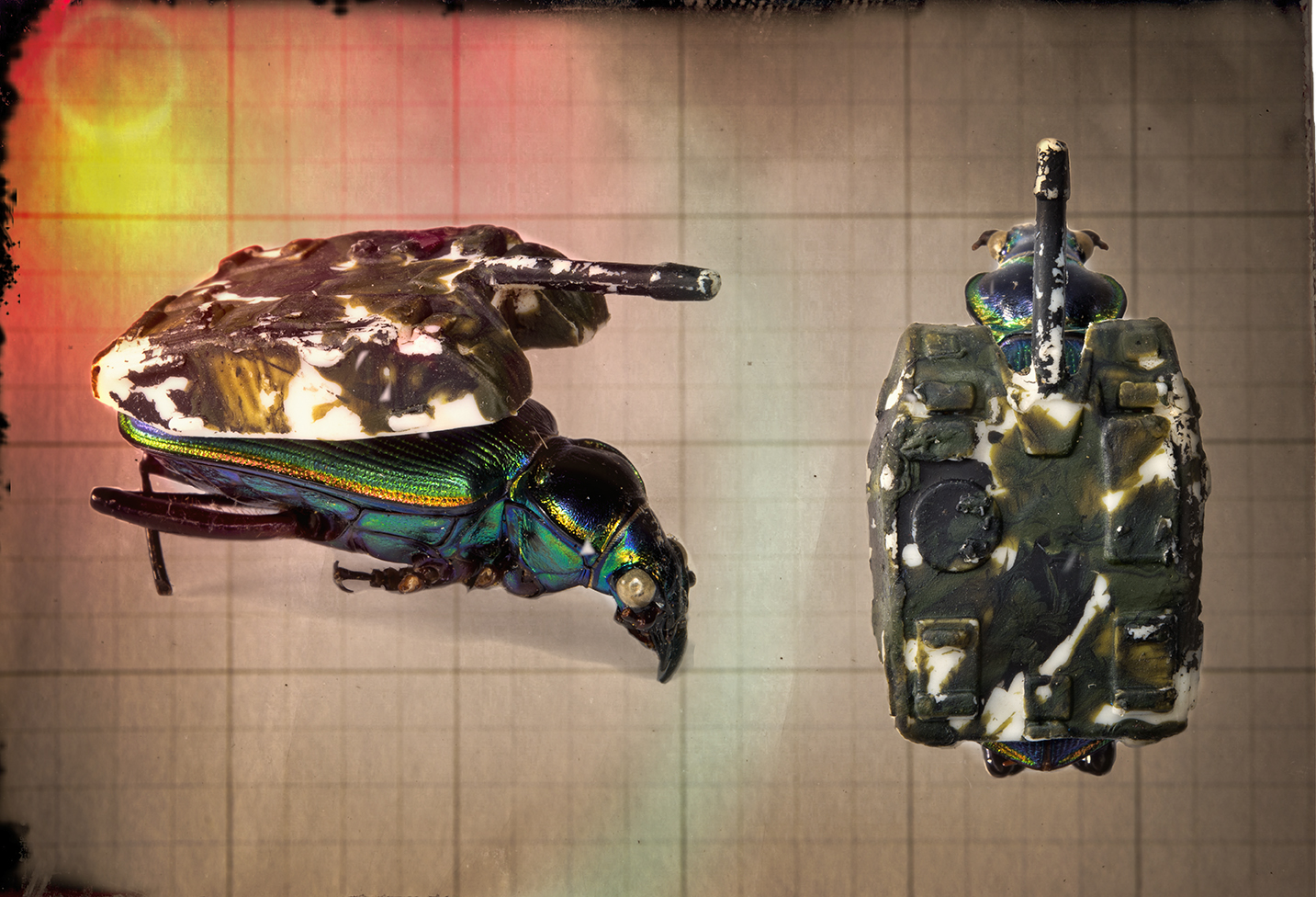 christopher myers photography: Personal Series... "Weaponized Insects"