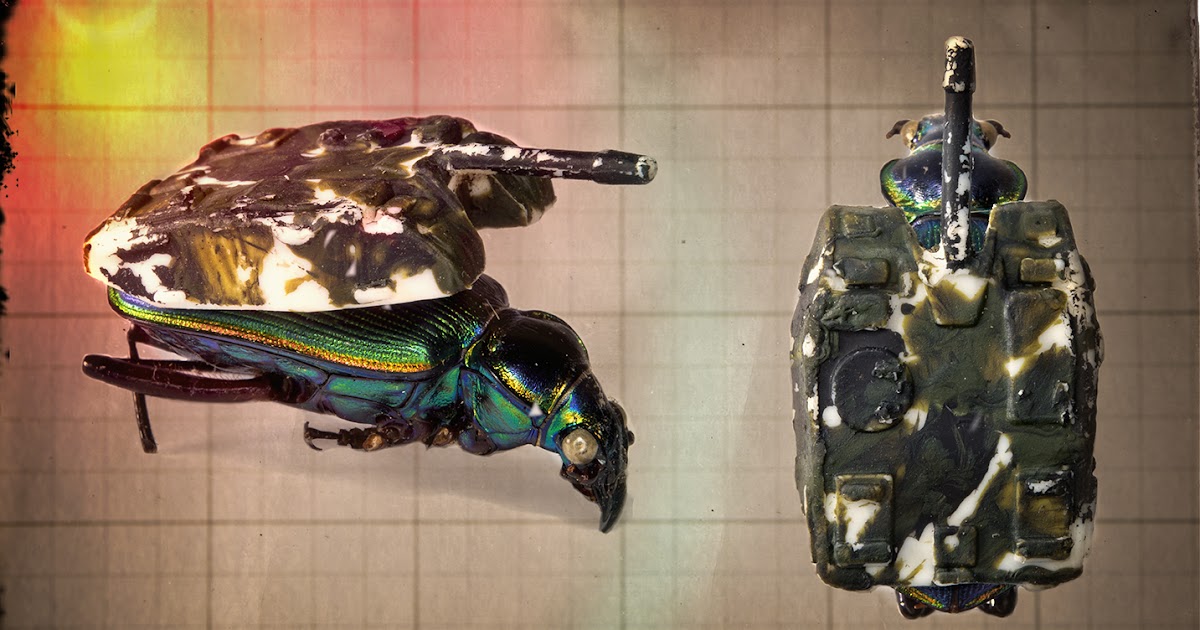 christopher myers photography: Personal Series... "Weaponized Insects"