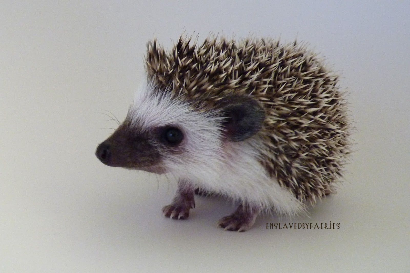 Jenis Landak Mini Dan Harga Terbaru Landak Mini - Kagarut.com | Booking ...