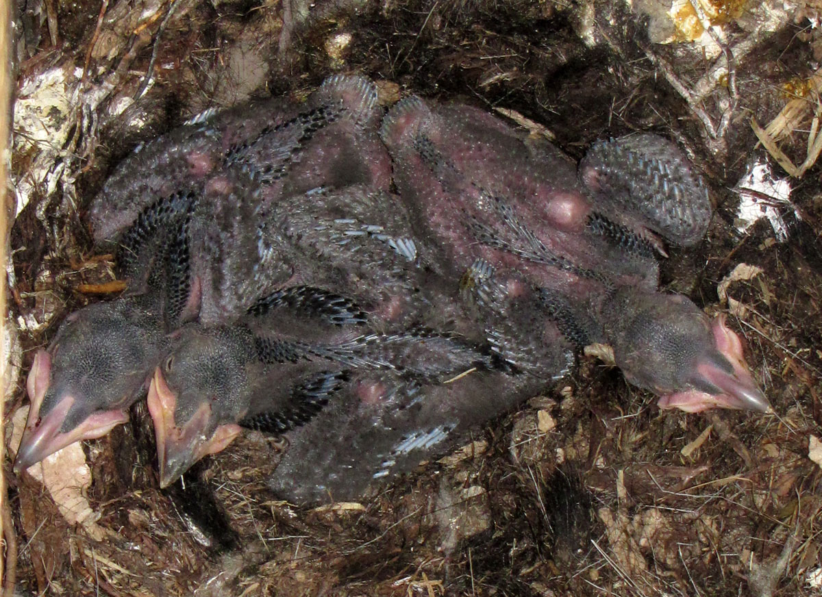 North Shore Nature: Common Raven nestlings