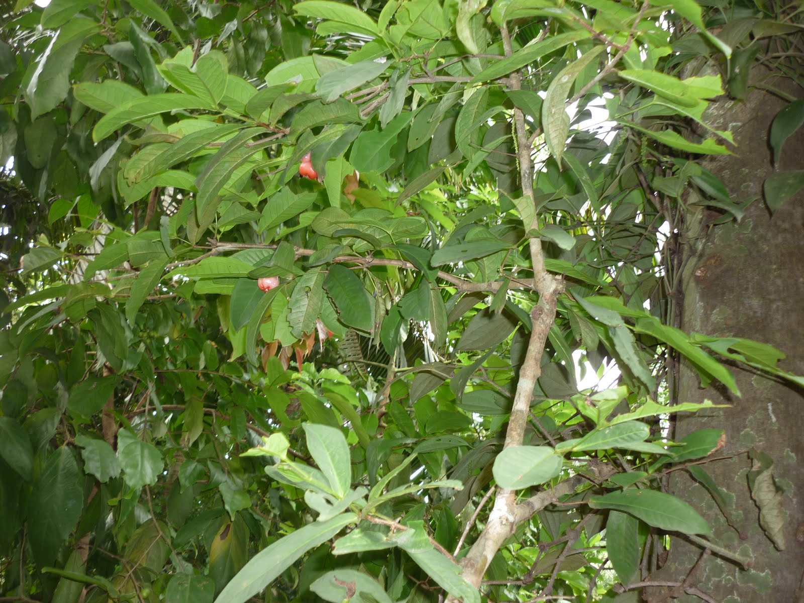 WINDOW OF KNOWLEDGE: JAMBU PLANT IN KURAKAR GARDEN'S