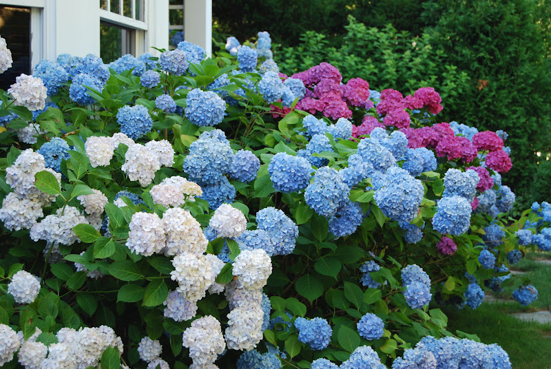 hampton hostess: HAUTE HYDRANGEAS