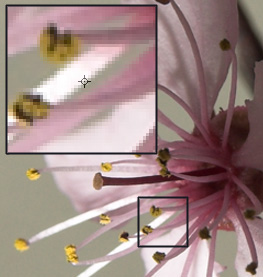 5 gambar bitmap dan vektor bunga - chatterefira