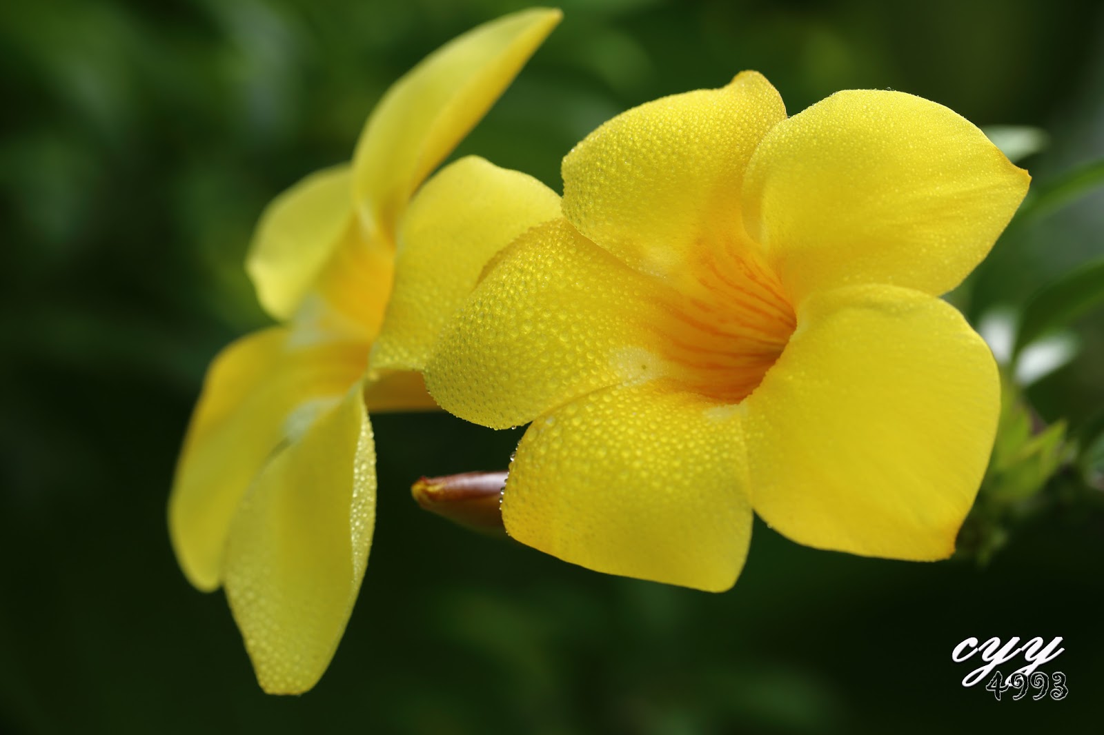 cyy4993: Dwarf Allamanda [Apocynaceae] Allamanda Cathartica 'Compacta' 硬枝黄蝉