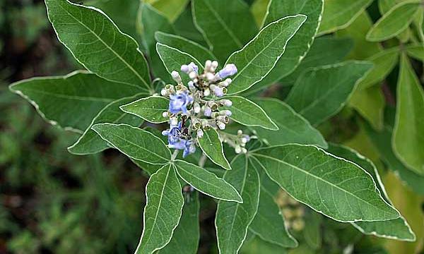 biojojo: Legundi (Vitex trifolia L.)