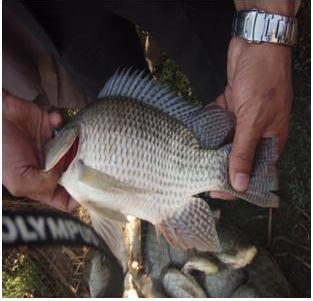 Fisheries Board:Pakistan:: Blog: Open Day at Chaudhary Fish Farm, Lahore