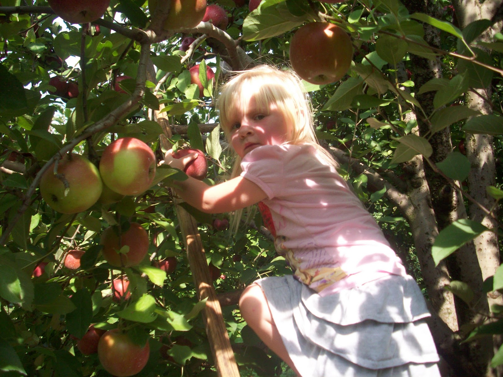 22 Blessings and Counting: Apple Orchard and Petting Zoo