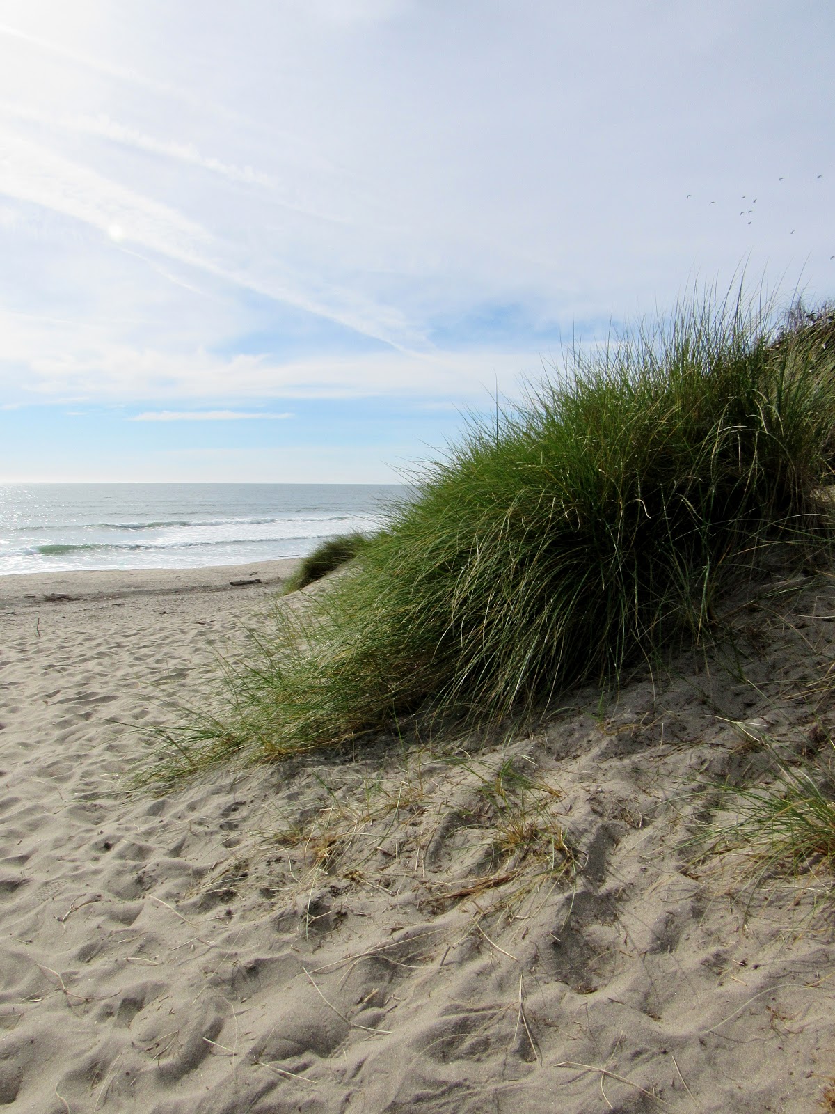 Invasive Species: European Beachgrass
