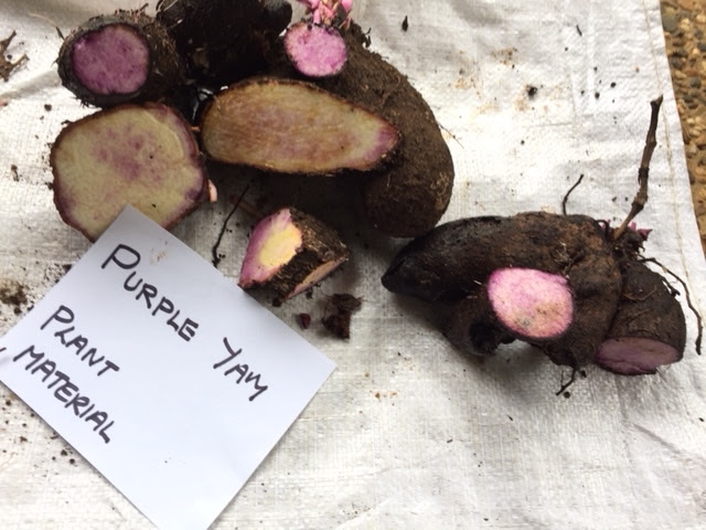 Bellingen Seed Savers: Growing Yams: Information from Byron Hinterland SS