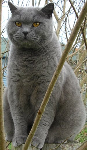 British Shorthair Cat Breed Images | Beautiful Cat Pictures