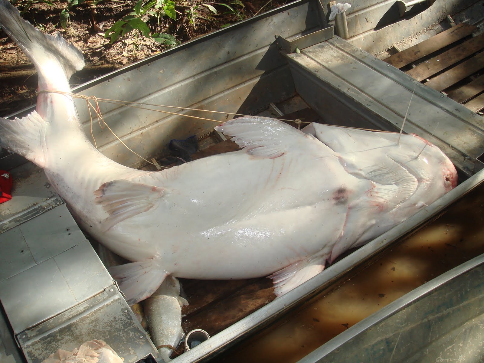 Sítio Piraíba - MT: A beleza do Filhote!!!