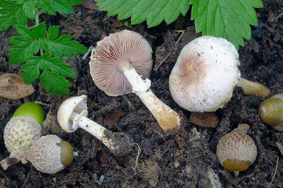 Funghi Teramani: Agaricus dulcidulus Schulzer
