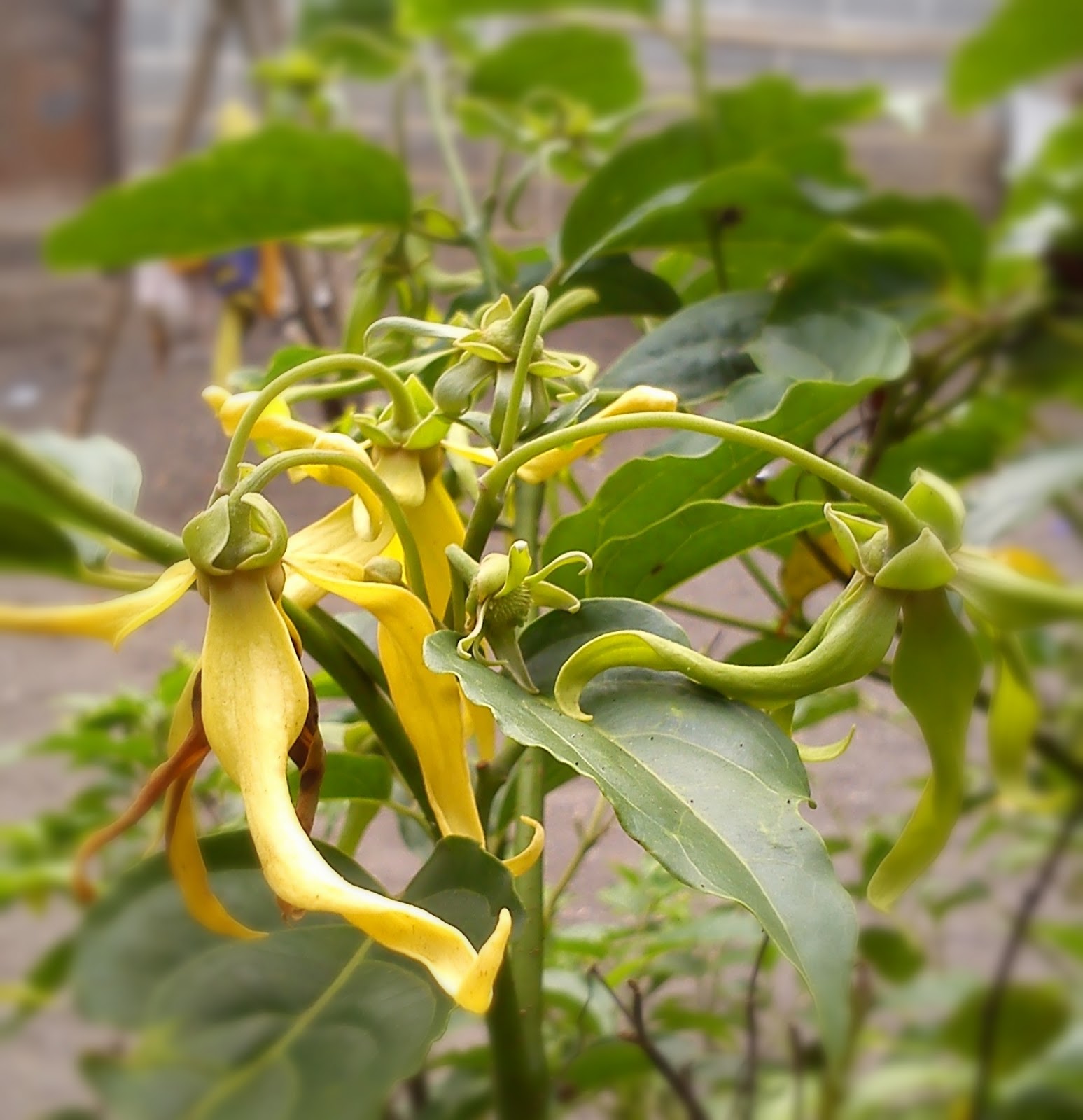 Klasifikasi Bunga Kenanga ~ My Life