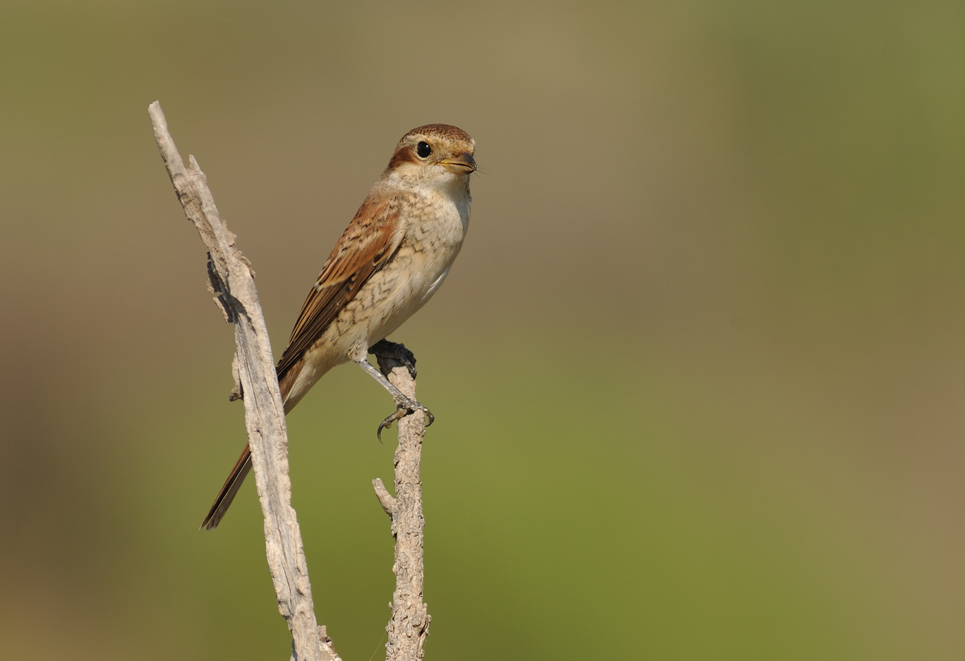 Steve Rogers birding: Various shrikes in the Cape Greco area