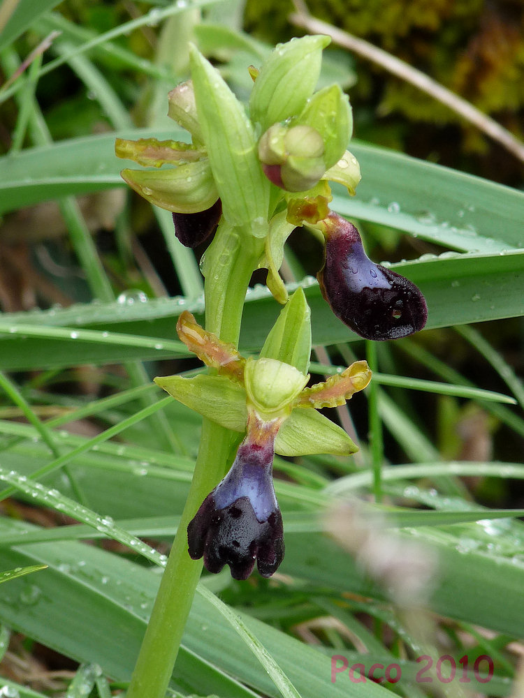 Florula gaditana: Ophrys atlantica