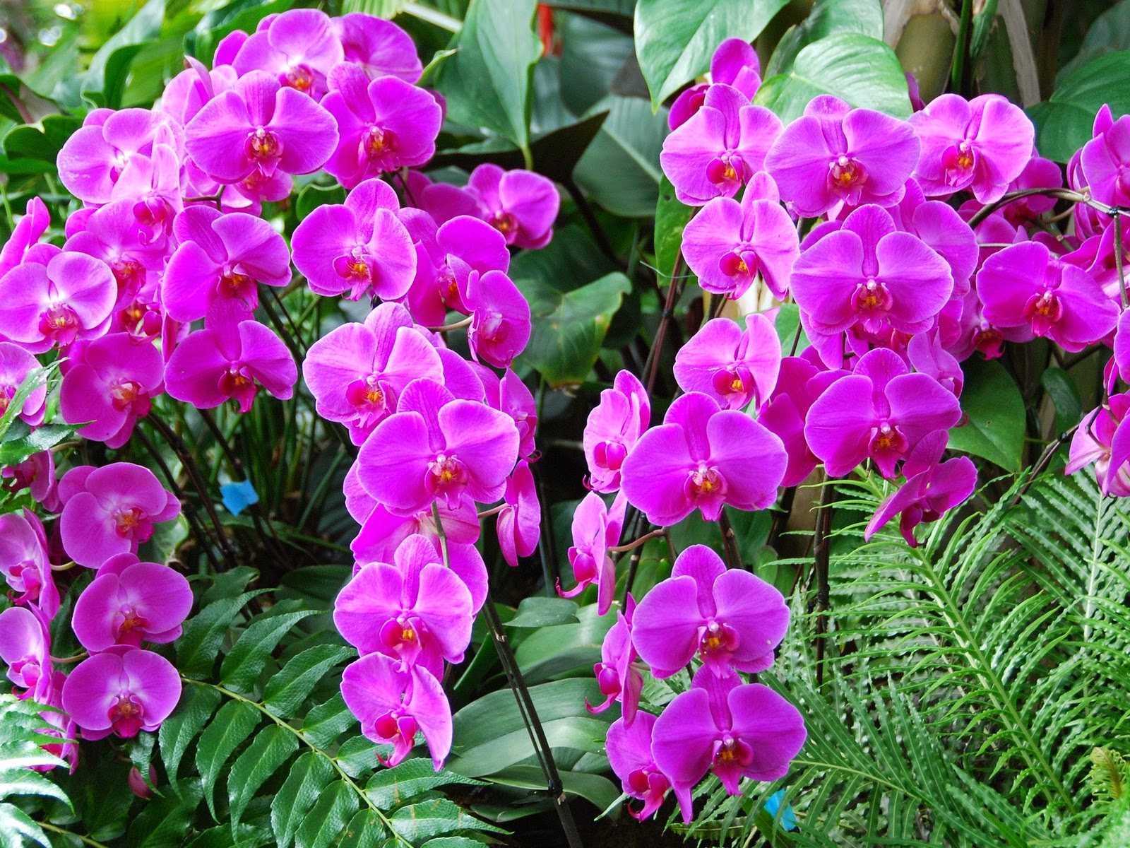 purpura: ORQUIDEAS SALVAJES
