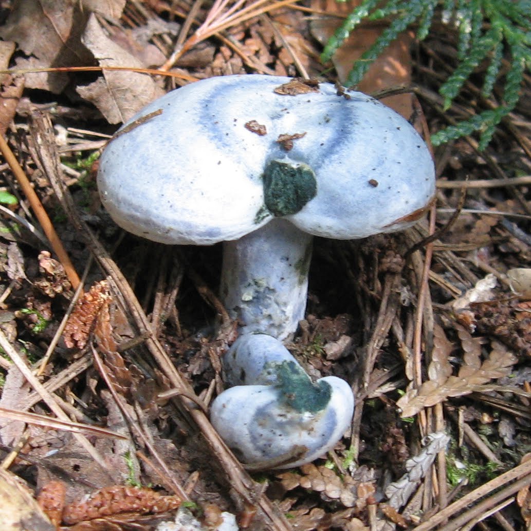 Tangled Web: The Great Fungus Hunt continues at the Vanderwater ...