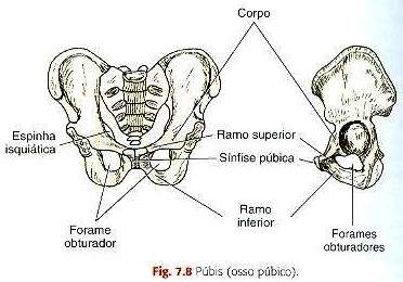 Sintonize na Radiologia: Fêmur e Cintura Pélvica