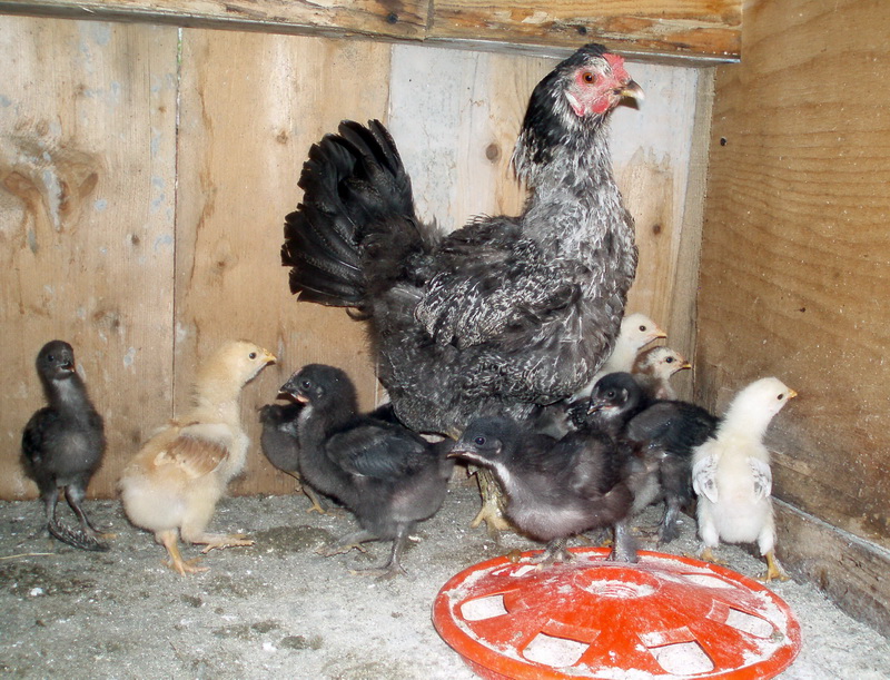 Blogul Simonei: Poze cu găini