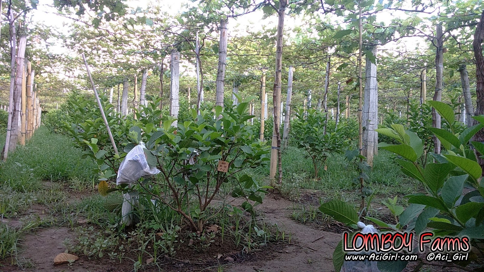 Grape Picking In Bauang, La Union | Aci Girl
