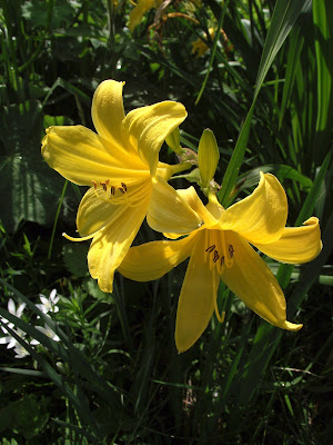 Irishaven: Mine dagliljer