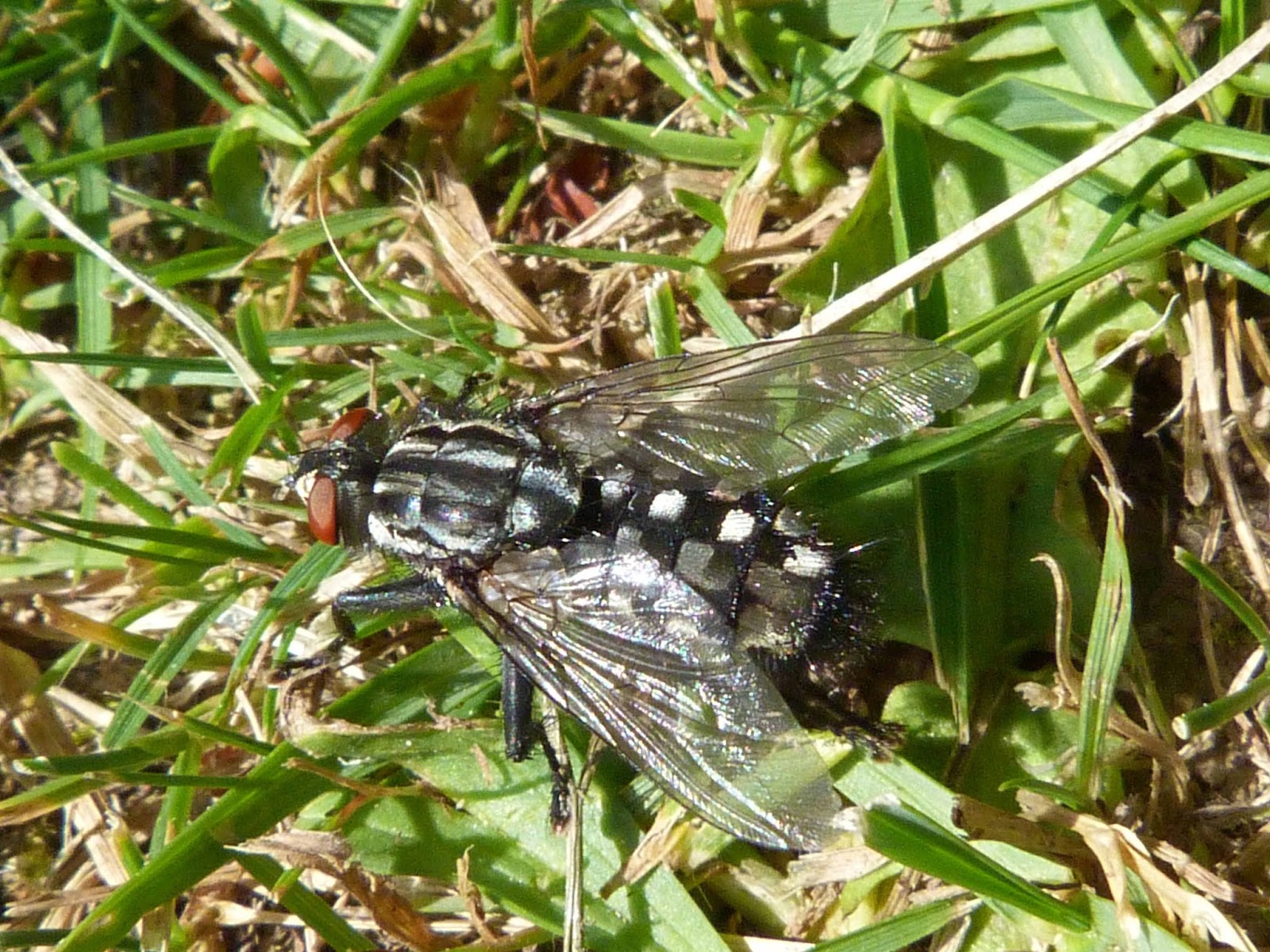 Insects of Scotland: Other Flies/Picture-wing Flies