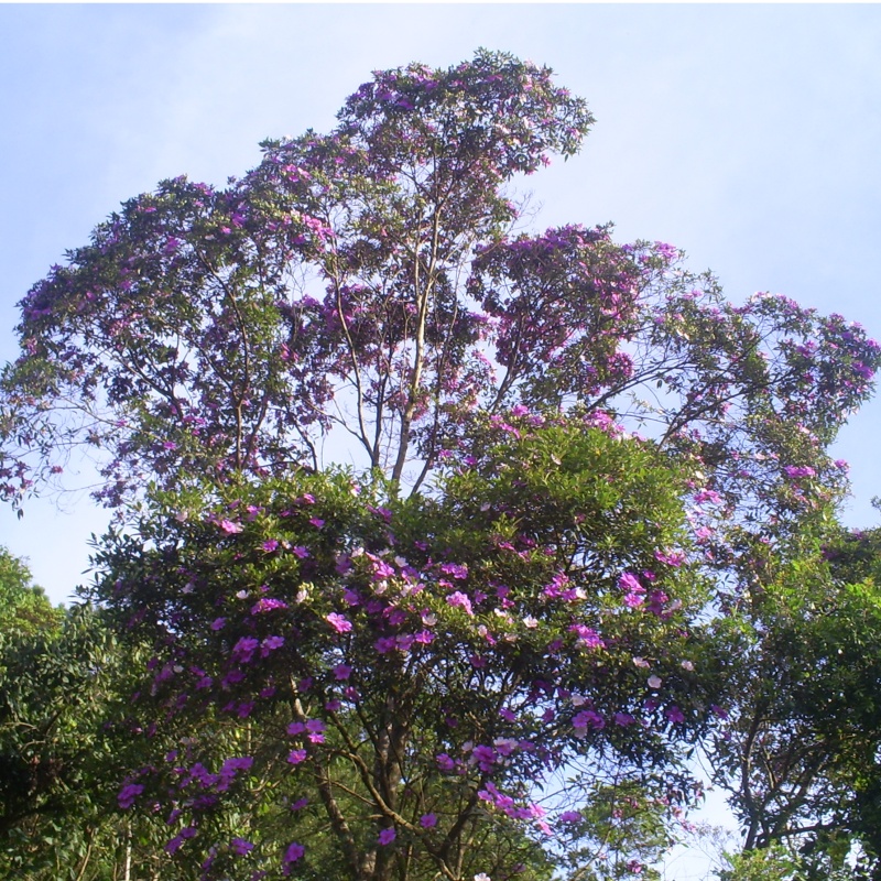 As Árvores do Brasil: Manacá da serra - Tibouchina mutabilis