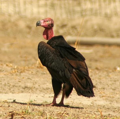 De Bizarre wereld: Vultures / Gieren