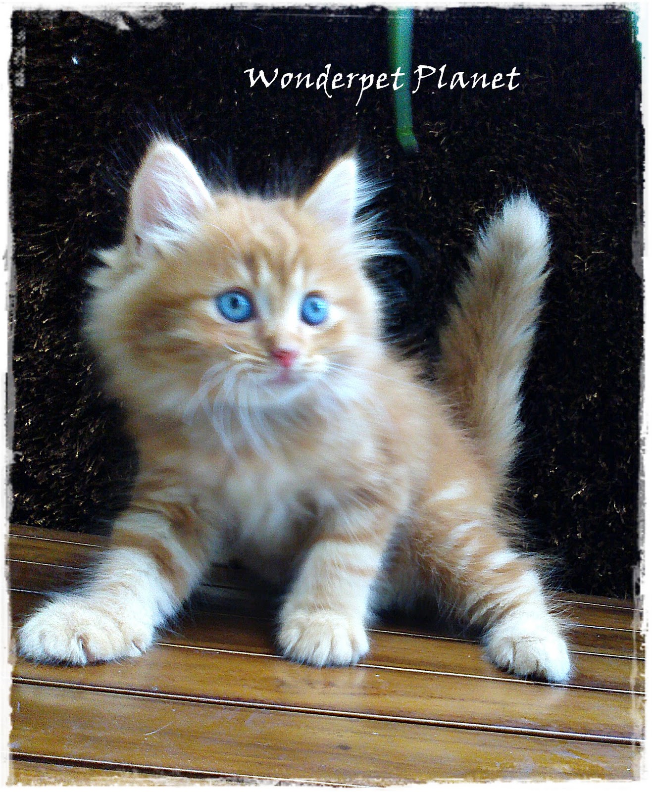 WONDERPET PLANET: RED TABBY 2M -SOLD