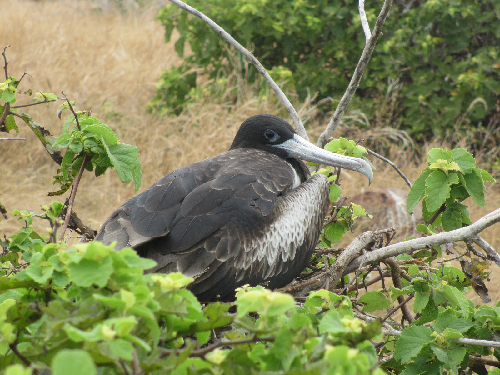 Take Risk: The Galapagos: Home of the Giant Tortoises & the Blue-Footed ...