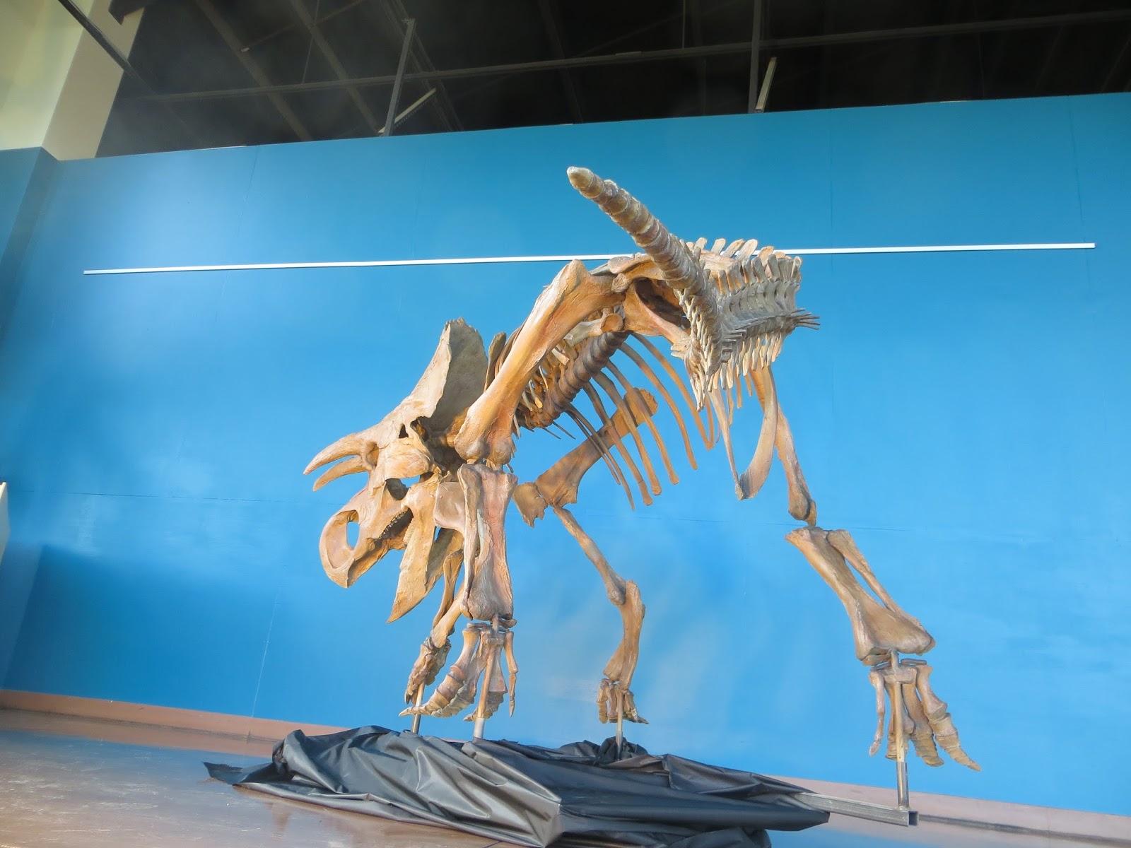 RMDRC paleo lab: Please welcome the new "Avaceratops"