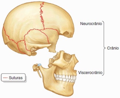 Estudos na web: Anatomia Crânio
