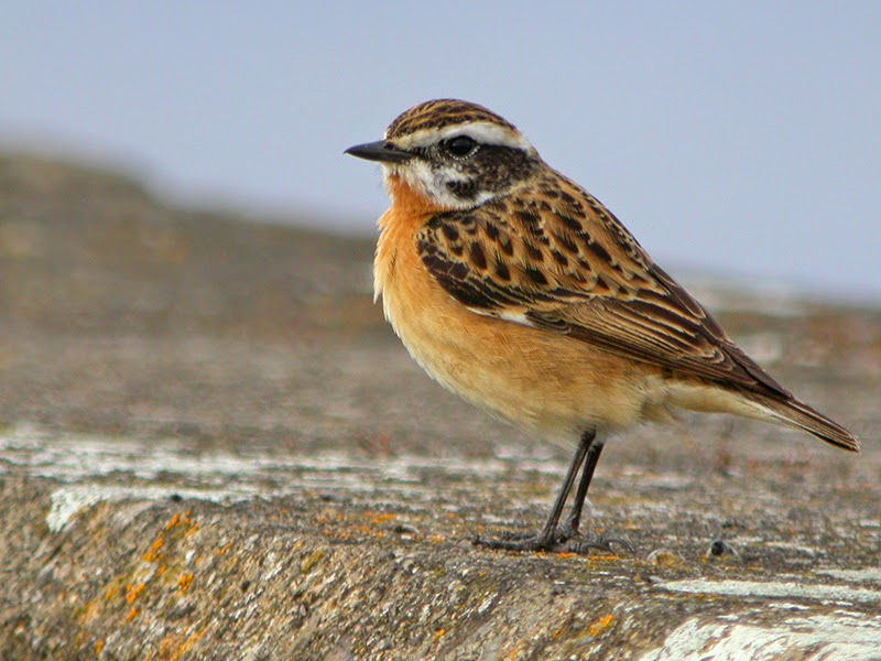 The Cymbeline Lister: Whinchat