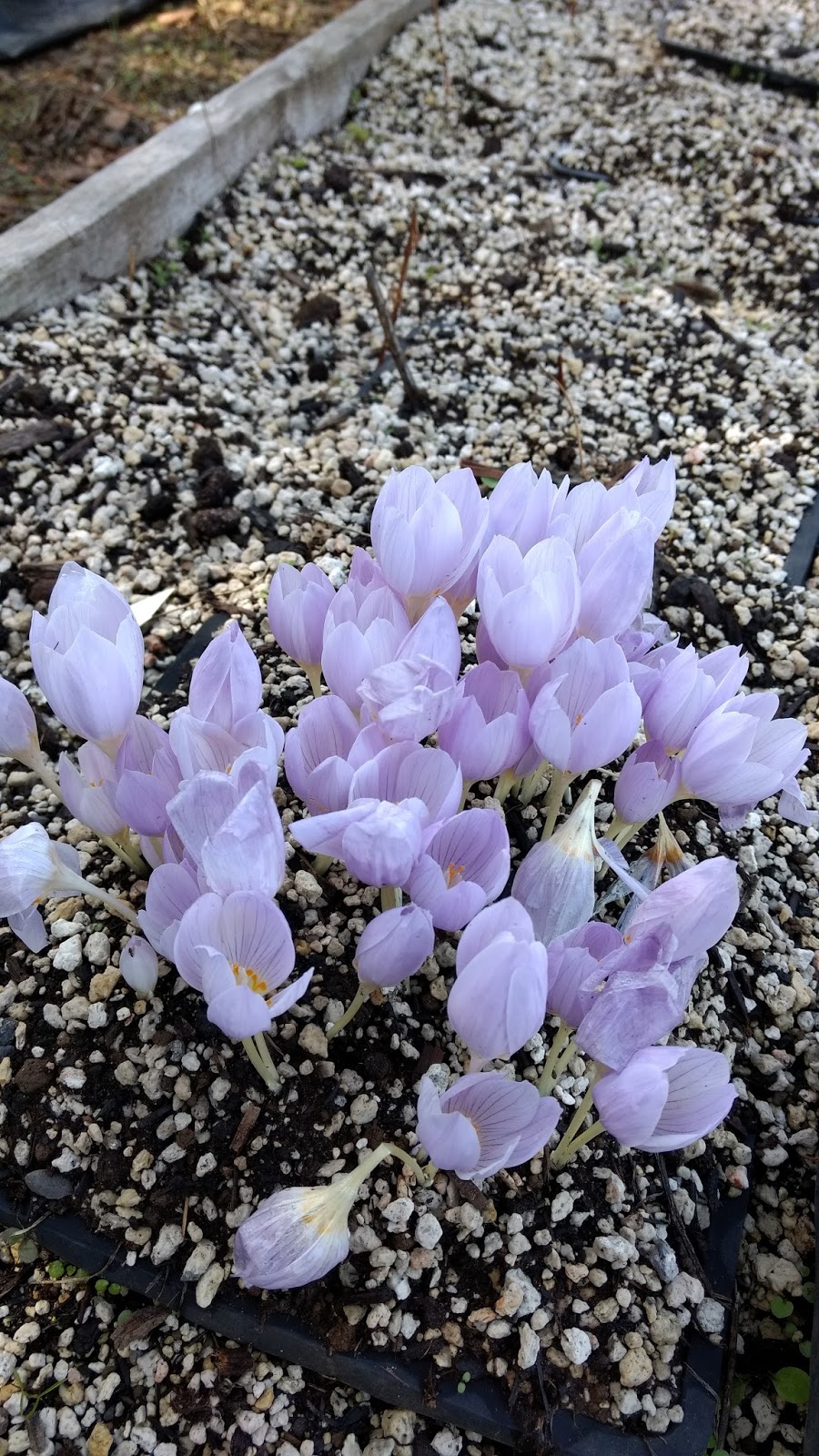illahe Rare Bulbs: Crocus kotschyanus