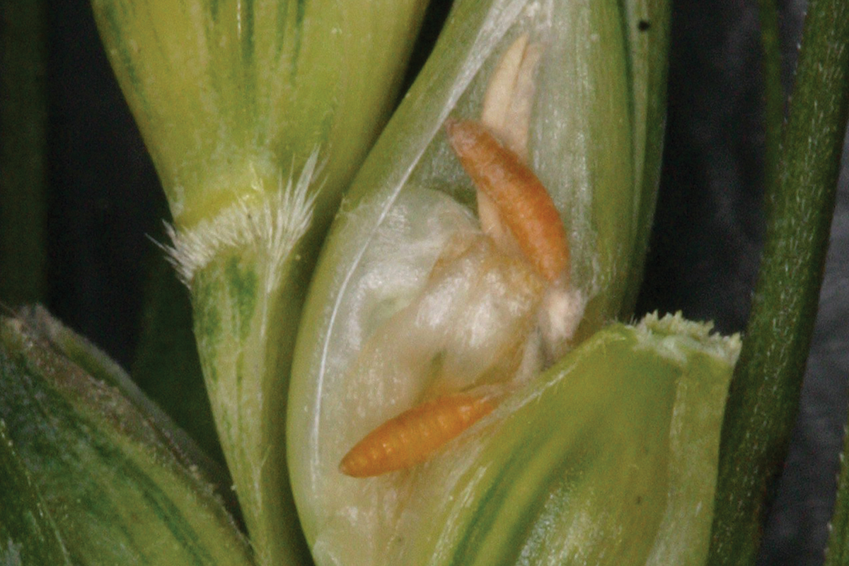 Prairie Pest Monitoring Network Blog: Insect of the Week (June 12, 2017 ...