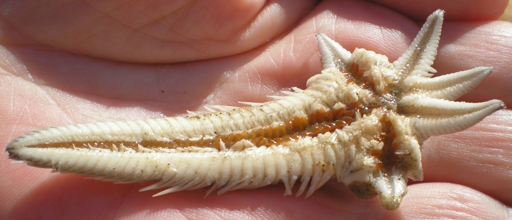 Lovely Starfish: May 2016