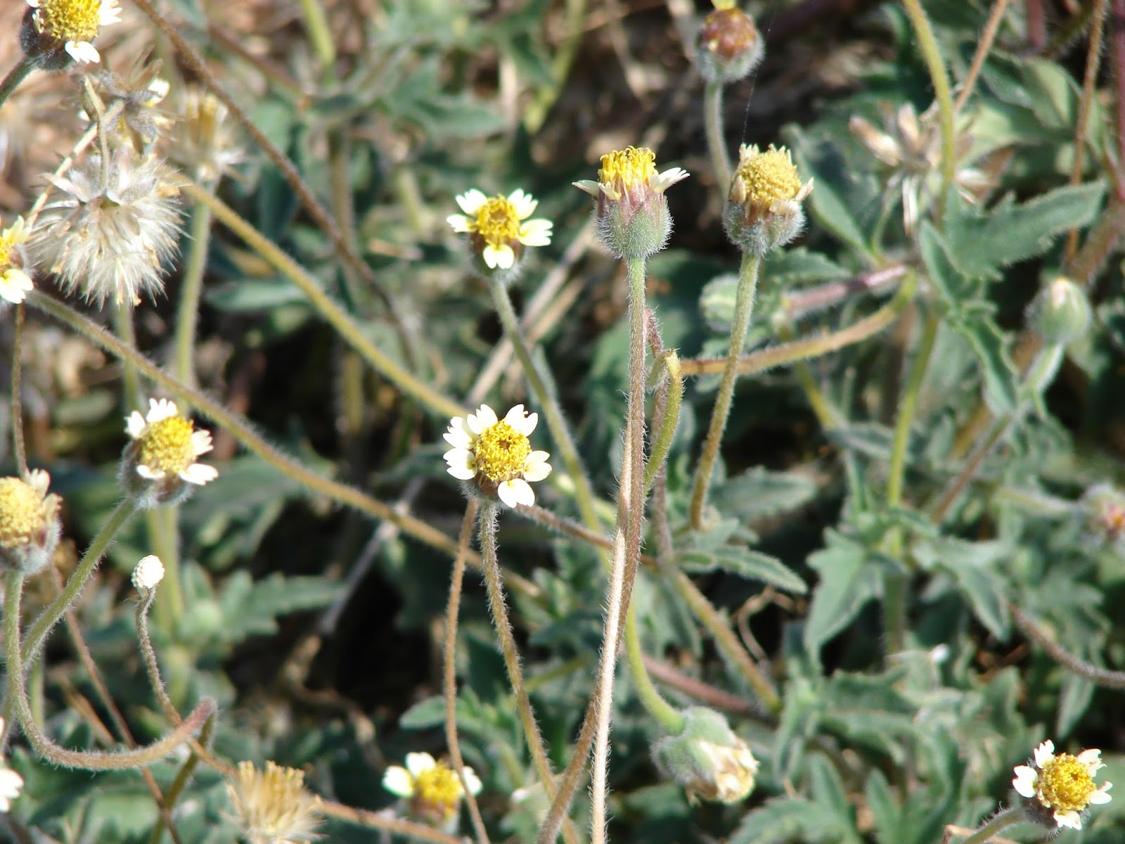 Plant World: Tridax procumbens