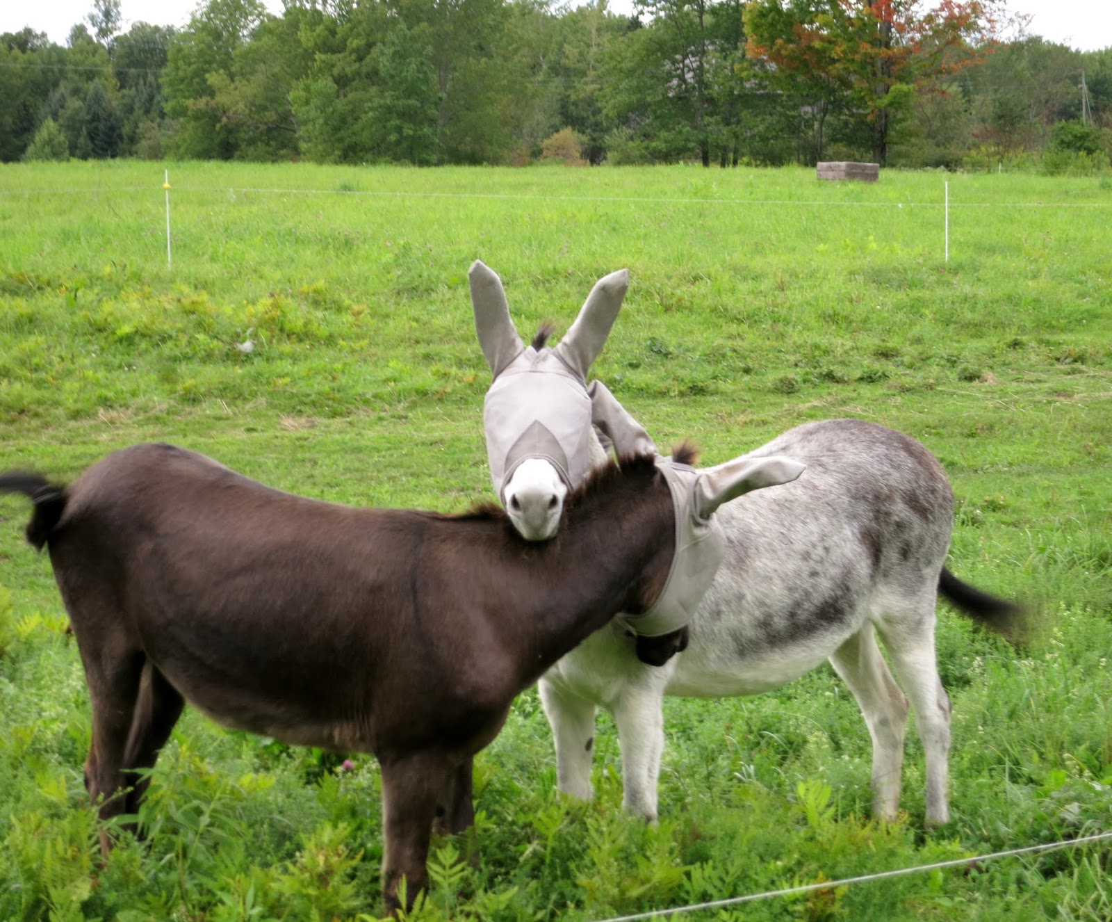 The Dancing Donkey: Play Time