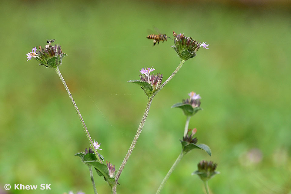 Butterflies Of Singapore Favourite Nectaring Plants 12
