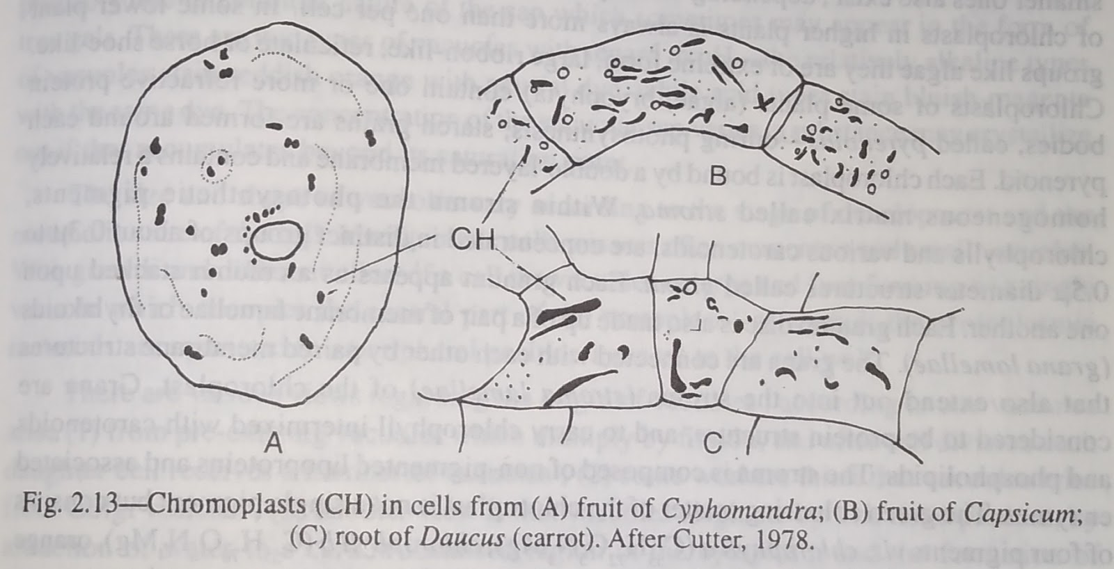 Plastids-formation, structure and types-digieduco