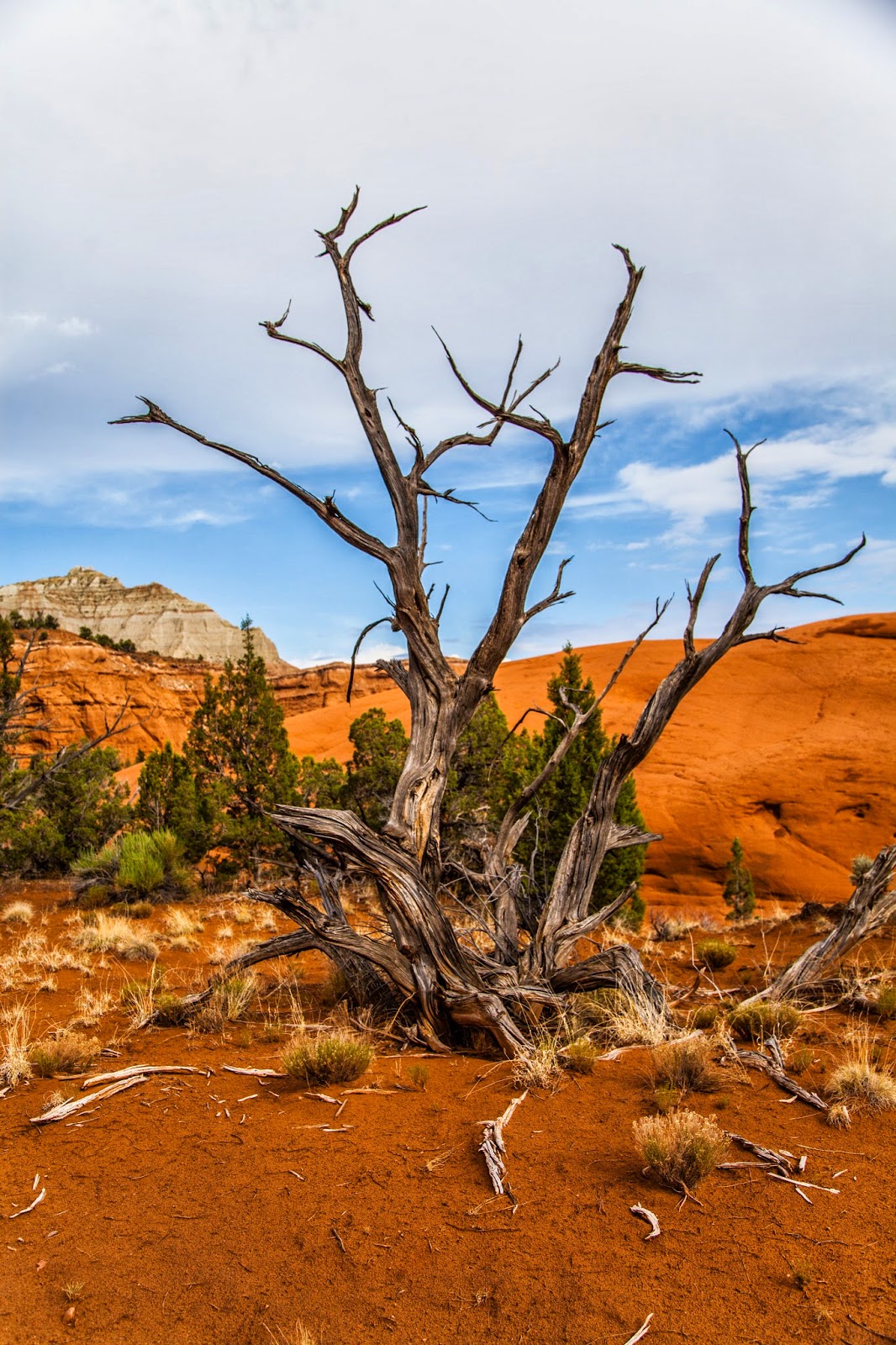 Walking Arizona: Dead Juniper
