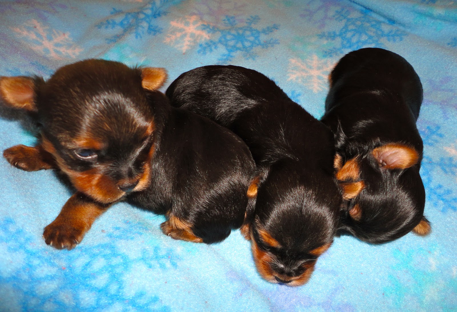Courtney's AKC Yorkies: Lexi's Puppies (2 1/2 weeks old)