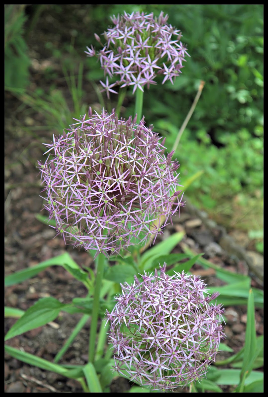 Le jardin des poussins: Un ail, des ails